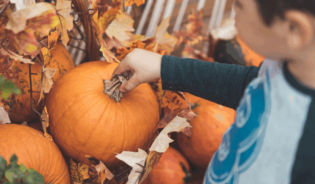 Counting Pumpkins: Easy Fall Math Activities for Preschoolers - Medlock ...